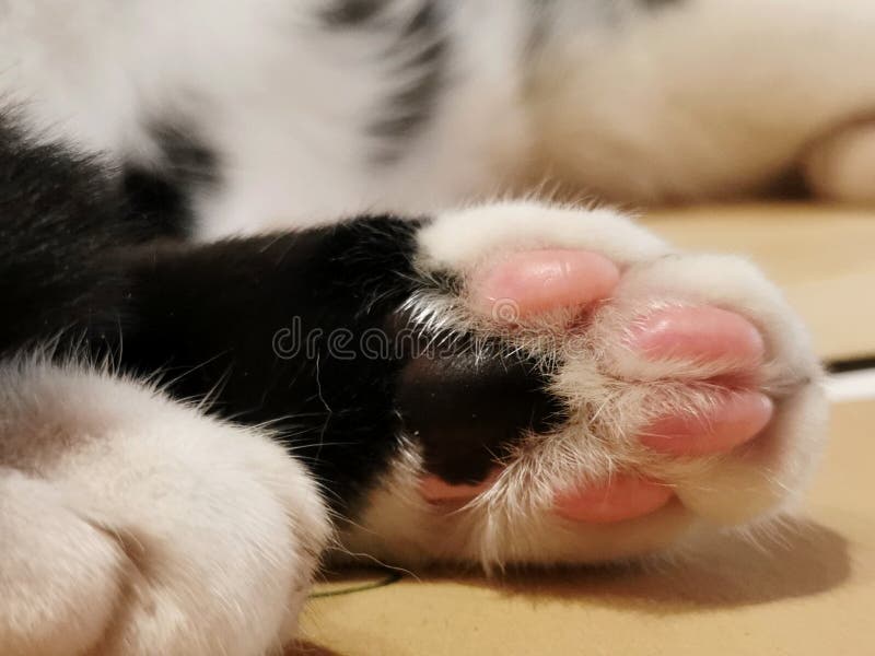 Cute Cat paws stock image. Image of mammal, hand, carnivore - 225281473