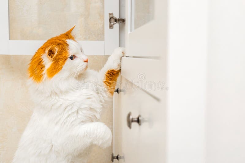 Cute Cat Peeking into Open Closet, Close-up. Stock Photo - Image of ...