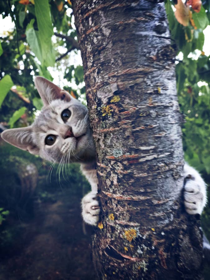 Cute Cat Peeking Out from Behind a Tree Stock Image - Image of nature ...