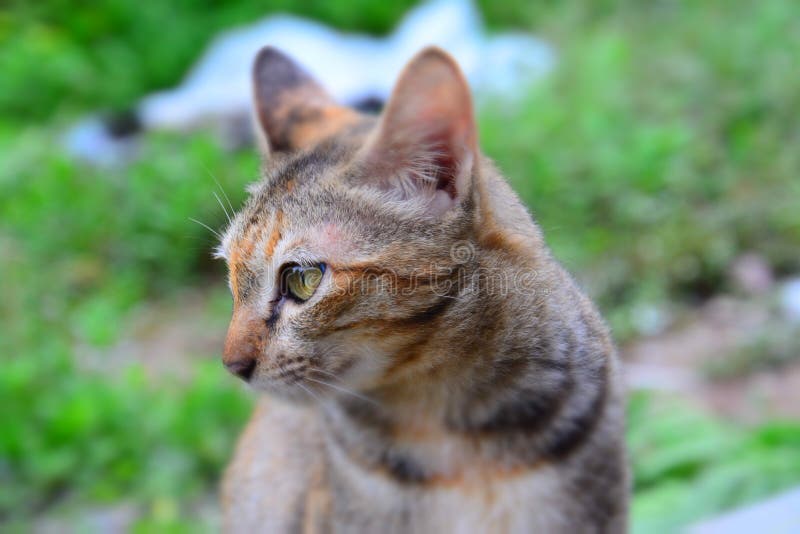 Cute cat stock photo. Image of penny, home, animal, skeptic - 92929236