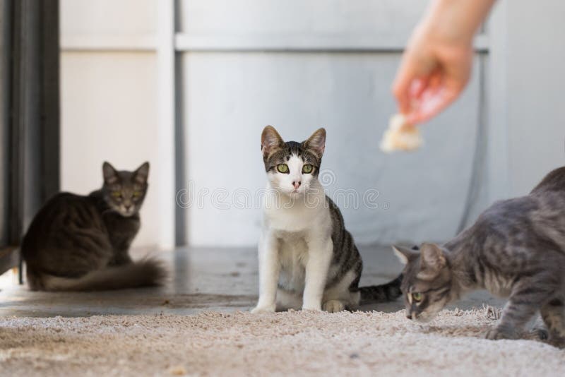 Cute Cat Pet with Snack Indoor Stock Photo - Image of color, delicacy ...