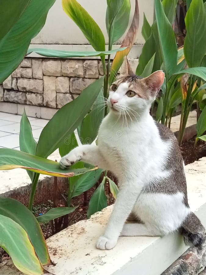 Cute Cat Photo between the Canna Lily Tree Stock Photo - Image of tree ...