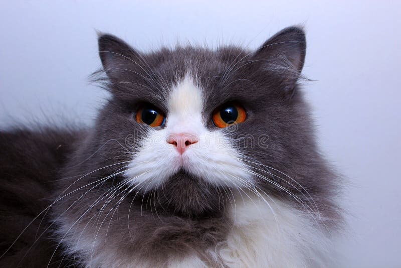 Cute Cat stock image. Image of animals, nose, face, graceful - 35545829