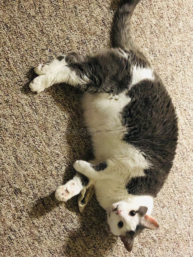 Cute cat playing stock photo. Image of playing, trees - 246451942