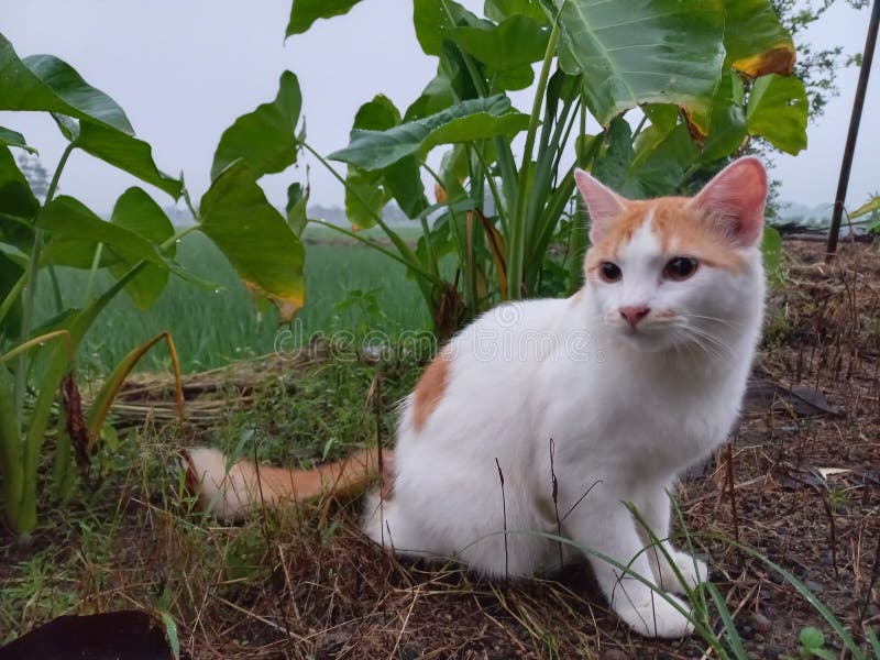 Cute Cat Playing on the Edge of the Rice Field Stock Photo - Image of ...