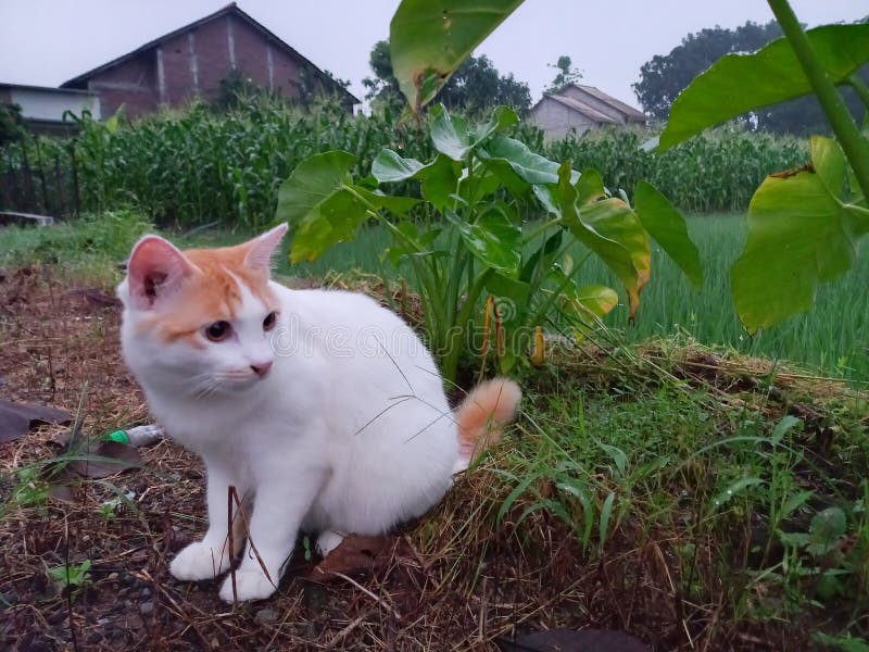Cute Cat Playing on the Edge of the Rice Field Stock Photo - Image of ...