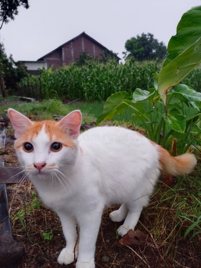 Cute Cat Playing on the Edge of the Rice Field Stock Photo - Image of ...