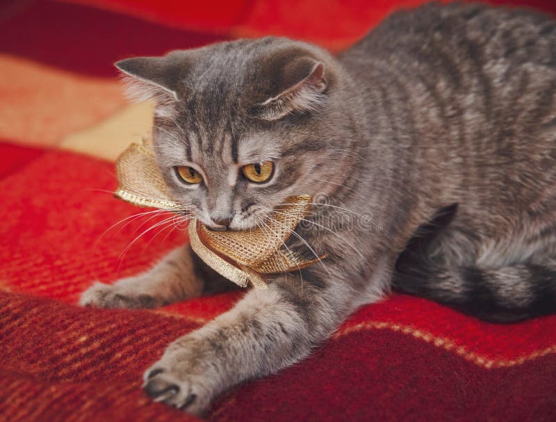 Cute Cat is Playing with Golden Knot.Checkered Red Plaid Stock Photo ...