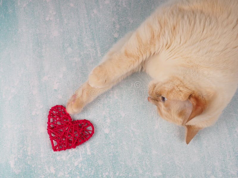 Cute Cat Playing with Red Heart, Valentine`s Day Concept Stock Image ...