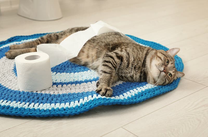 Cute Cat Playing with Roll of Toilet Paper Stock Image - Image of breed ...