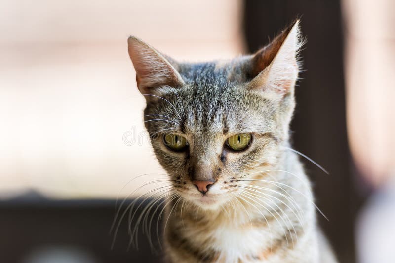 Cute Cat Portrait stock image. Image of closeup, mammal - 45338487
