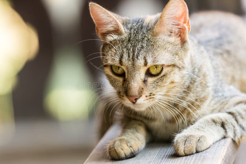 Cute Cat Portrait stock photo. Image of animal, kitten - 45339272