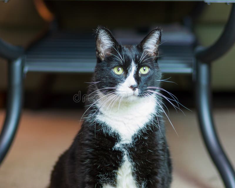 Cute Cat Portrait of a Happy Kitty Stock Image - Image of cute, looking ...