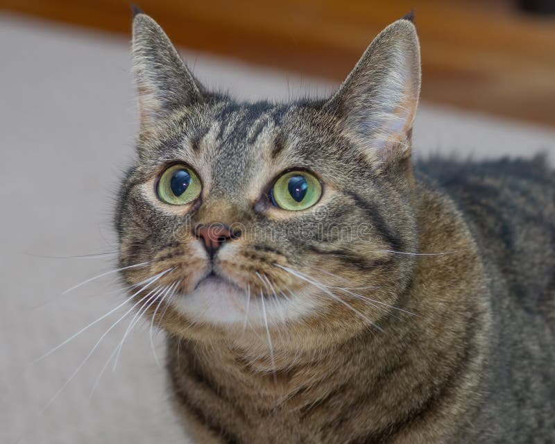 Cute Cat Portrait of a Happy Kitty Stock Image - Image of domestic ...