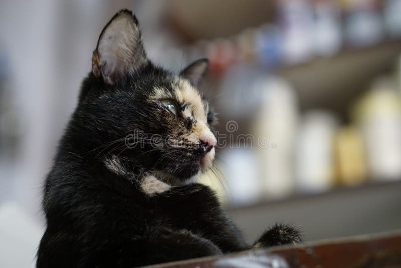 Cute Cat Portrait Side Shot Stock Image - Image of carnivore, whiskers ...