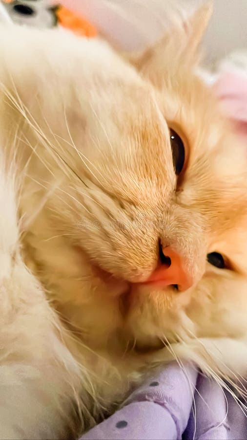 Cute cat posing on camera stock image. Image of closeup - 314151443