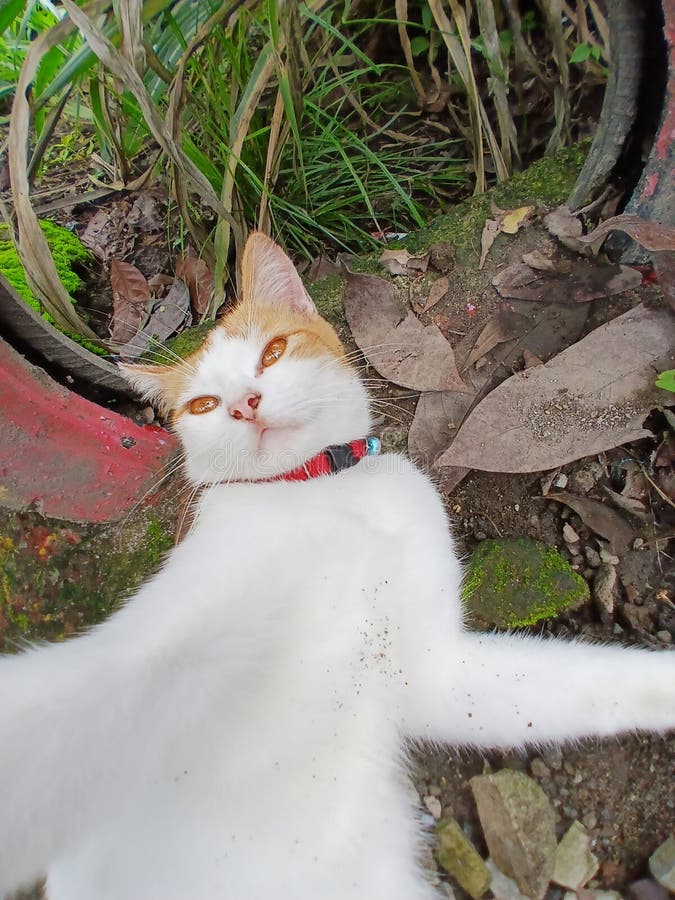 Cute Cat Posing in the Morning Sunlight Stock Photo - Image of village ...