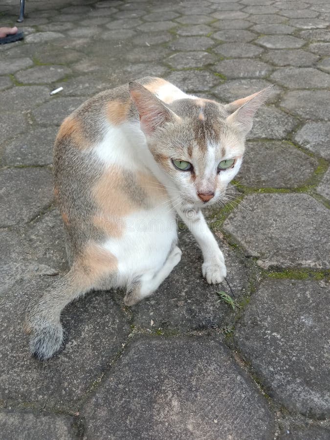 A Cute Cat that is Pregnant. Smooth, Soft Fur Cat Stock Image - Image ...