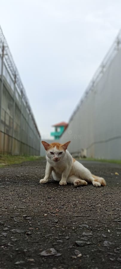 Cute Cat in Prison Narcotic Environment Stock Photo - Image of cute ...