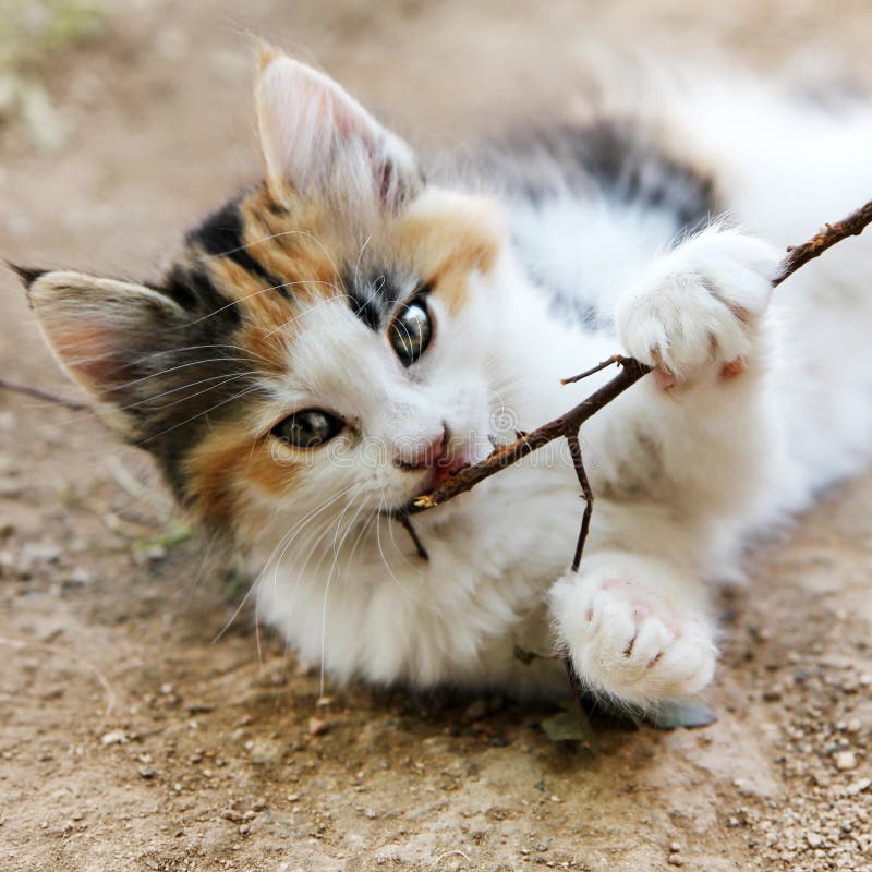 Cute cat puppy stock photo. Image of puppy, nice, cute - 71454192