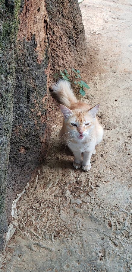 Cute cat purring stock image. Image of purring, carnivore - 242598127