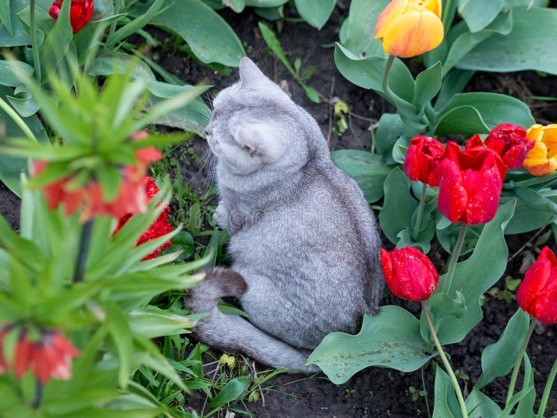 Cute Cat Red Tulips Flowerbed Spring Stock Photos - Free & Royalty-Free ...