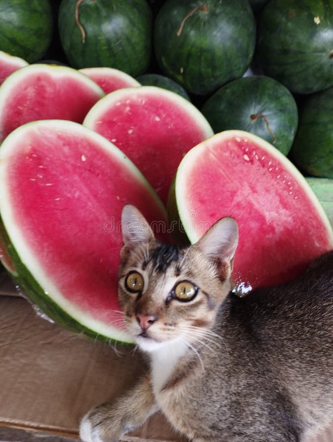A Cute Cat and Red Water Melon Stock Photo - Image of water, melon ...