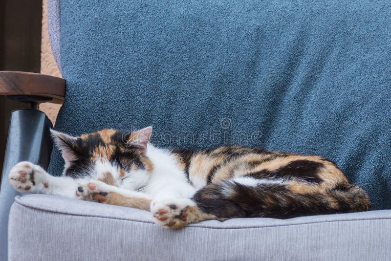 Cute Cat with Red, White and Black Spots. Sleep Pet. Day Rest Stock ...