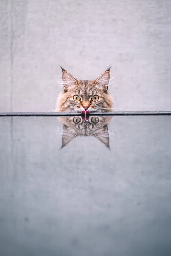 Cute Cat with Reflection on a Glass Surface in Minimalist Setting Stock ...