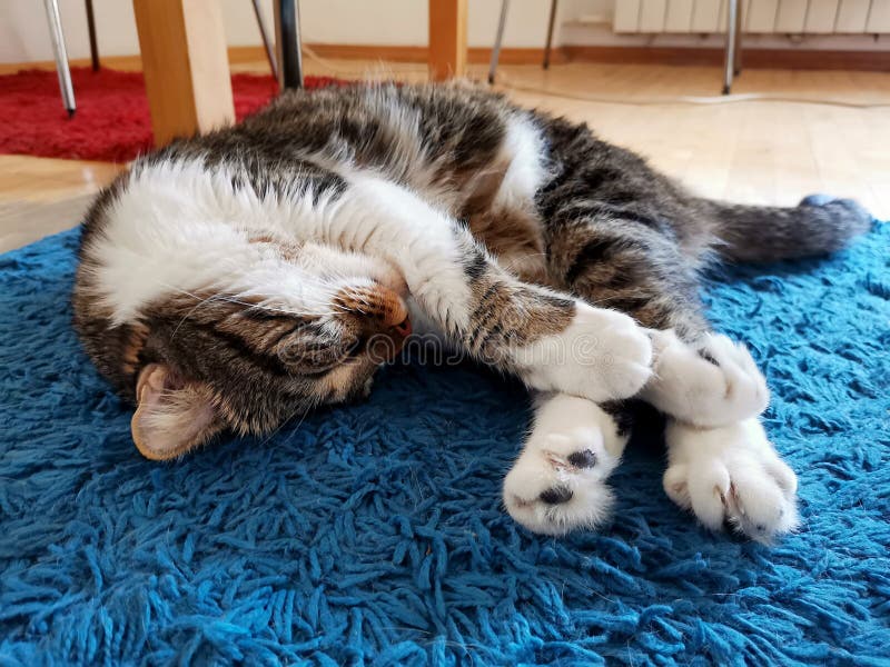 Cute Cat Relaxing on a Blue Carpet Stock Photo - Image of furry, tabby ...