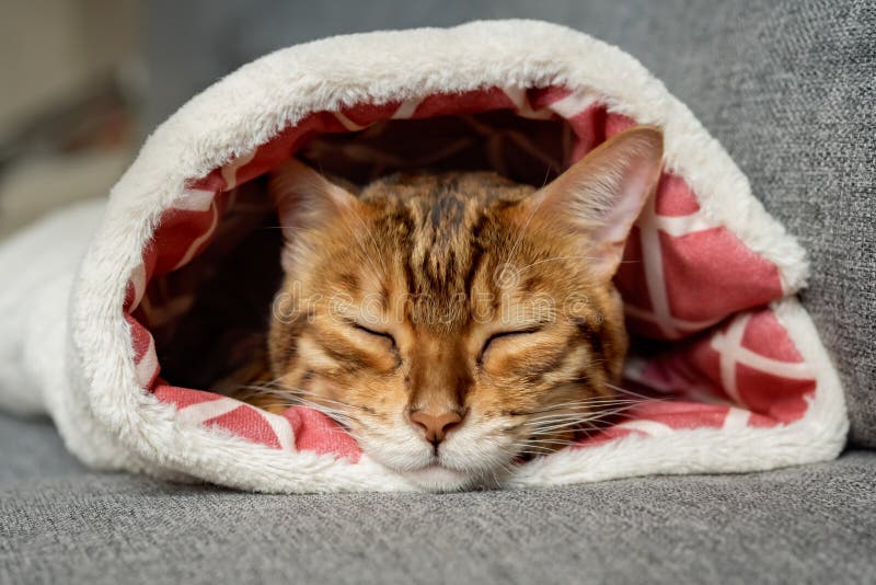 A Cute Cat is Relaxing Inside on a Cat Bed Stock Photo - Image of ...