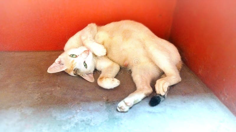 A Cute Cat Reposing in a Cute Manner. Stock Image - Image of elongated ...