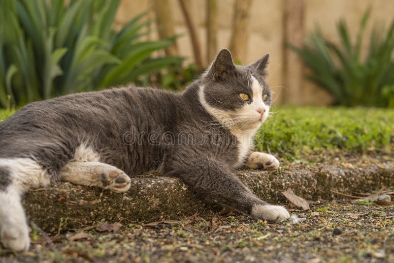 Cute Cat Rest in the Meadow Stock Photo - Image of dream, natural ...