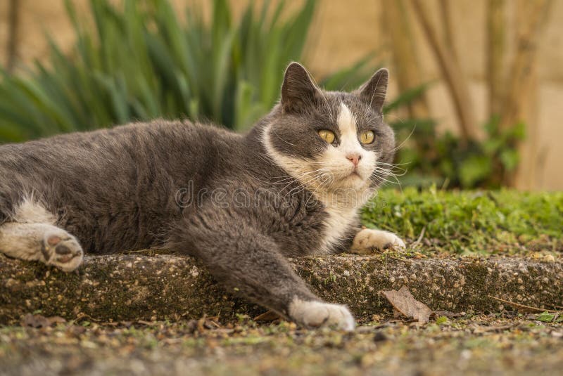 Cute Cat Rest in the Meadow Stock Image - Image of fauna, pasture ...