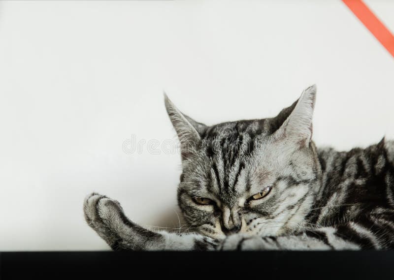 Cute Cat Rest on Table Closeup View Stock Photo - Image of feline ...
