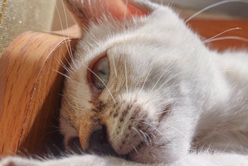 Cute cat rest on wood stock photo. Image of rest, adorable - 104656110