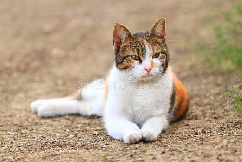 Cute cat is resting stock photo. Image of home, kitty - 141369238