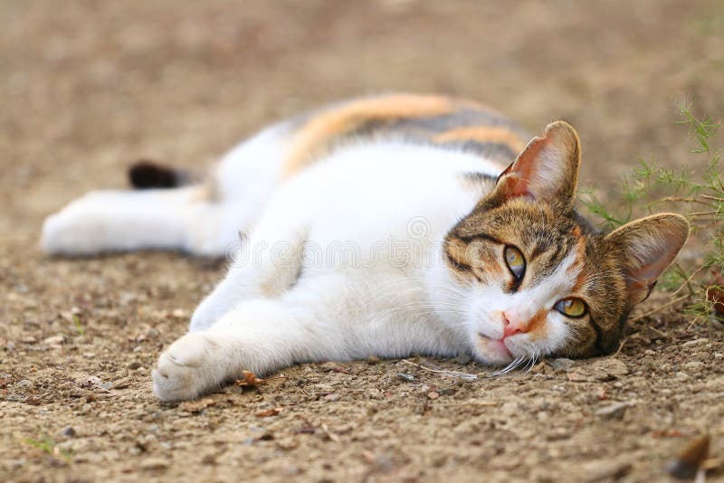 Cute cat is resting stock photo. Image of fluffy, brown - 141369290
