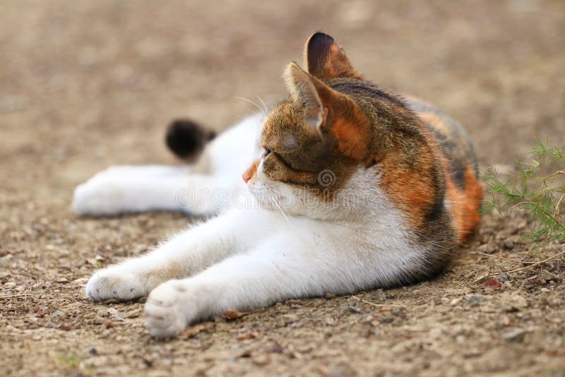 Cute cat is resting stock photo. Image of animal, kitty - 141369354