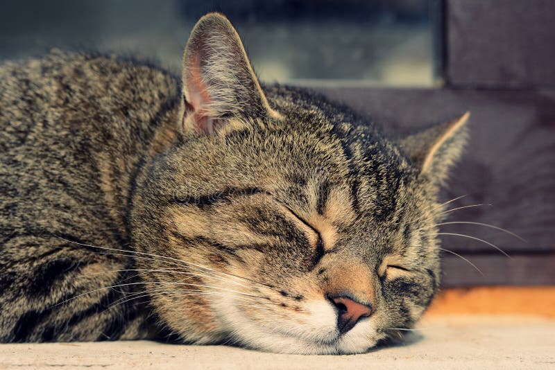 Cute cat resting stock photo. Image of beautiful, kitten - 40244296