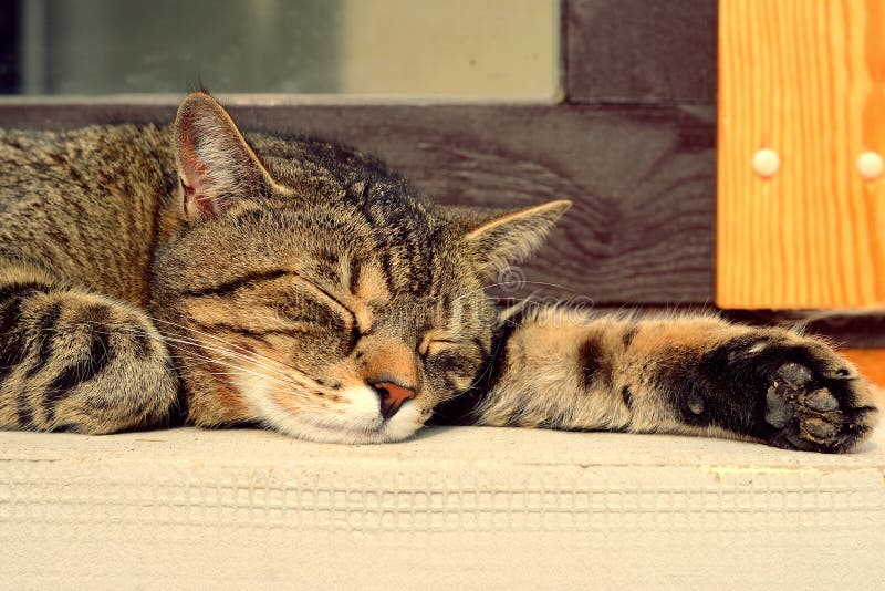 Cute cat resting stock image. Image of domestic, healthy - 40244297