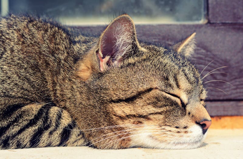 Cute cat resting stock image. Image of pleased, face - 40244335