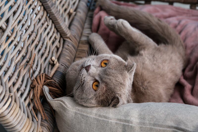 Cute Cat Resting on Blanket Indoors Stock Image - Image of animal ...
