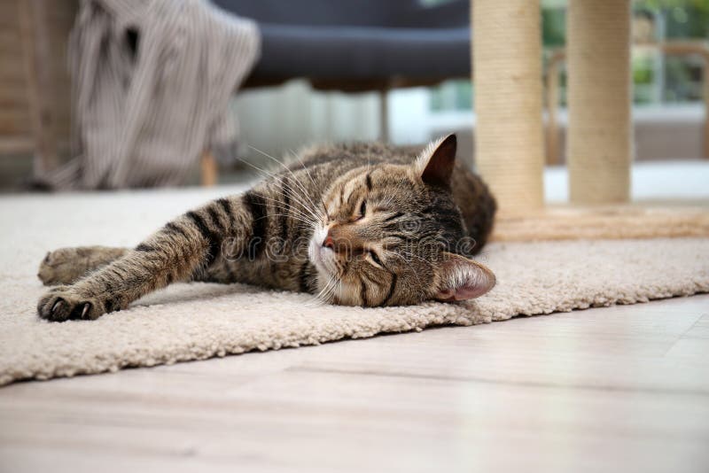Cute cat resting on carpet stock photo. Image of pedigree - 124056380