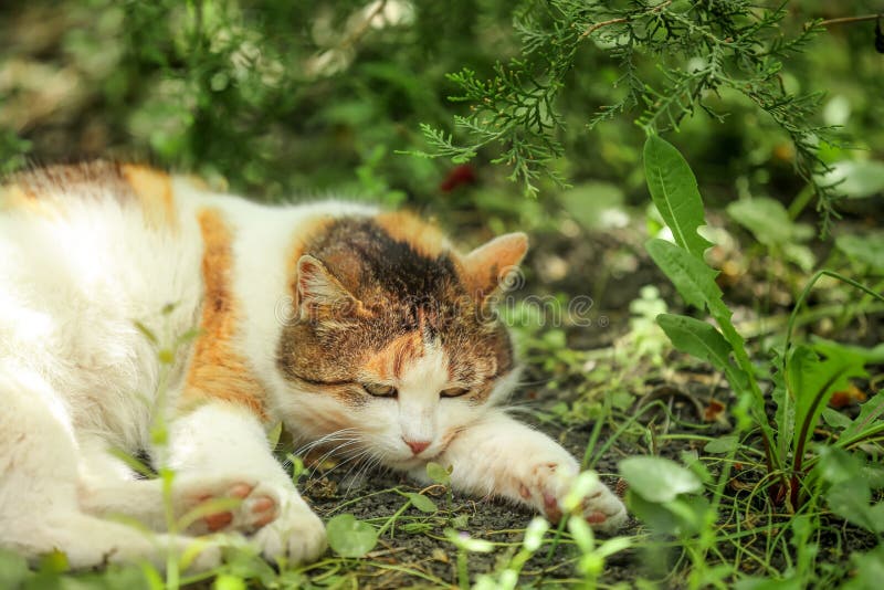 Cute cat resting outdoors stock photo. Image of nature - 150123558