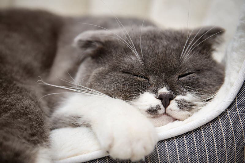 Cute Cat Resting on Pet Bed Stock Image - Image of lovely, nature ...