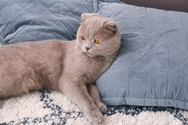 Cute Cat Resting on Pillows Indoors Stock Photo - Image of mammal, fold ...
