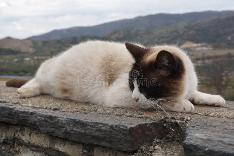 Cute Cat Resting on Rustic Wall Stock Image - Image of relaxed, alone ...