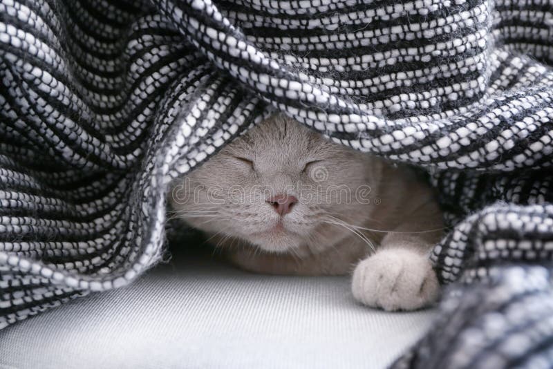 Cute Cat Resting Under Blanket, Closeup Stock Image - Image of meow ...