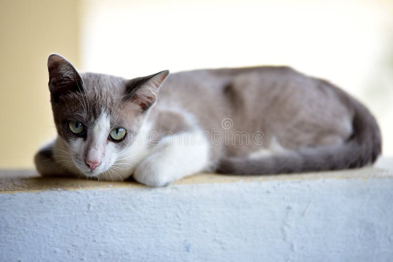 A Cute Cat Resting on the Wall Stock Image - Image of eyes, lying ...